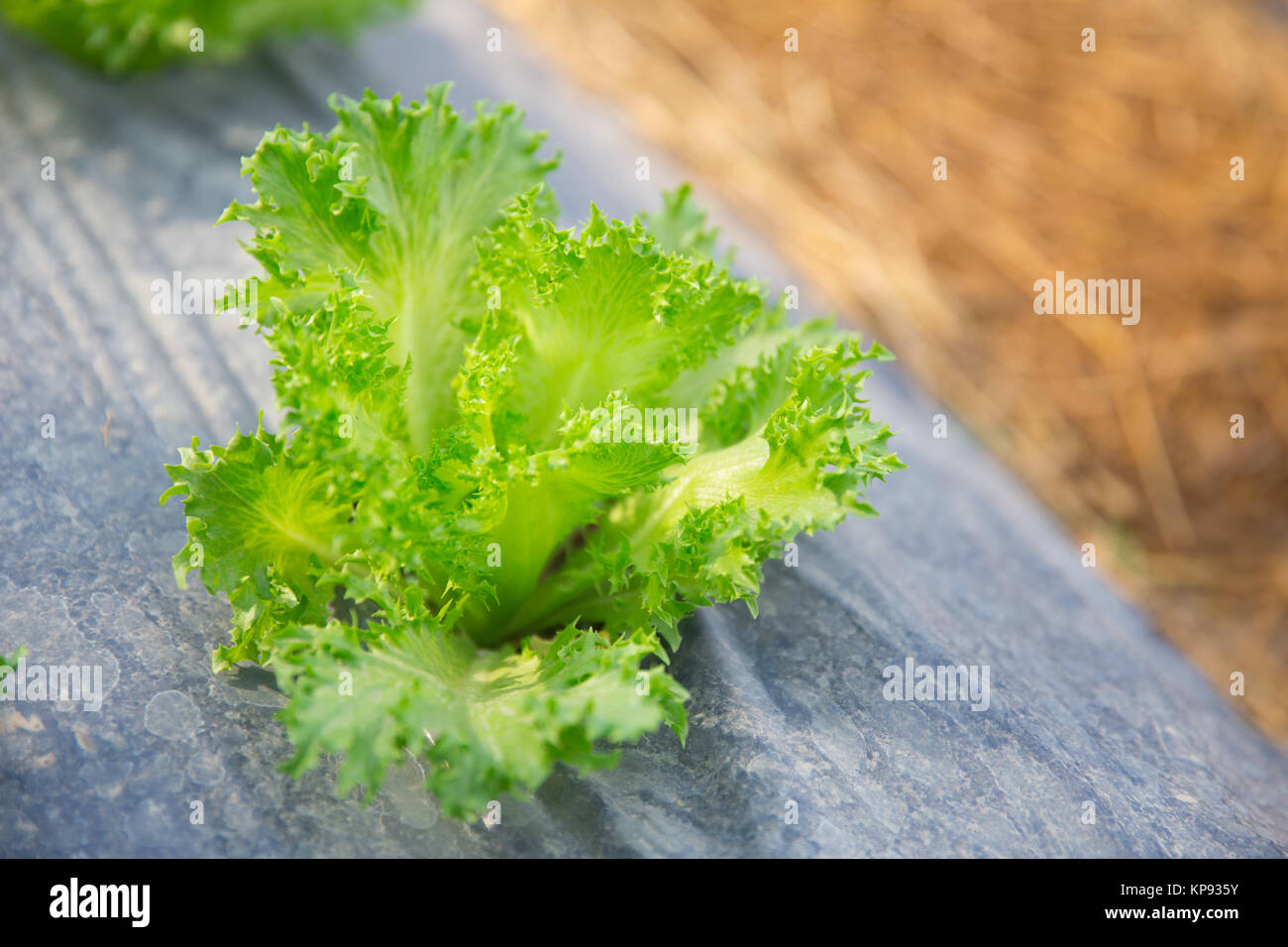 Salad Lettuce Plant agriculture farm field Stock Photo - Alamy