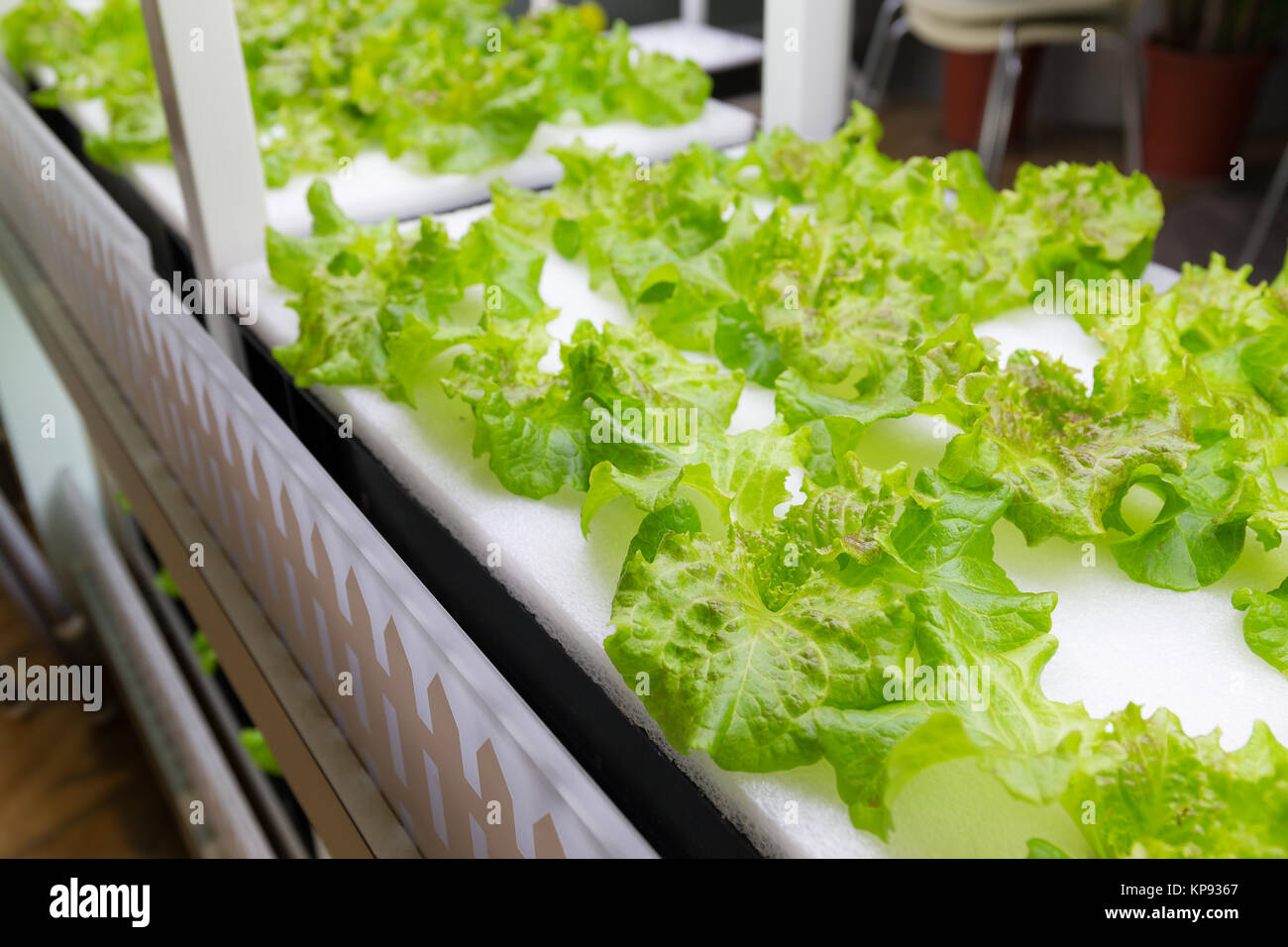 Planting hydroponics system Stock Photo - Alamy