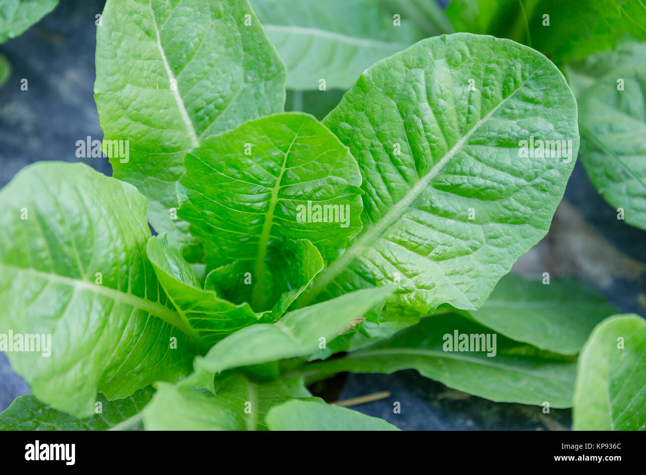 Oganic Green Cos Salad healthy vegetable Stock Photo - Alamy