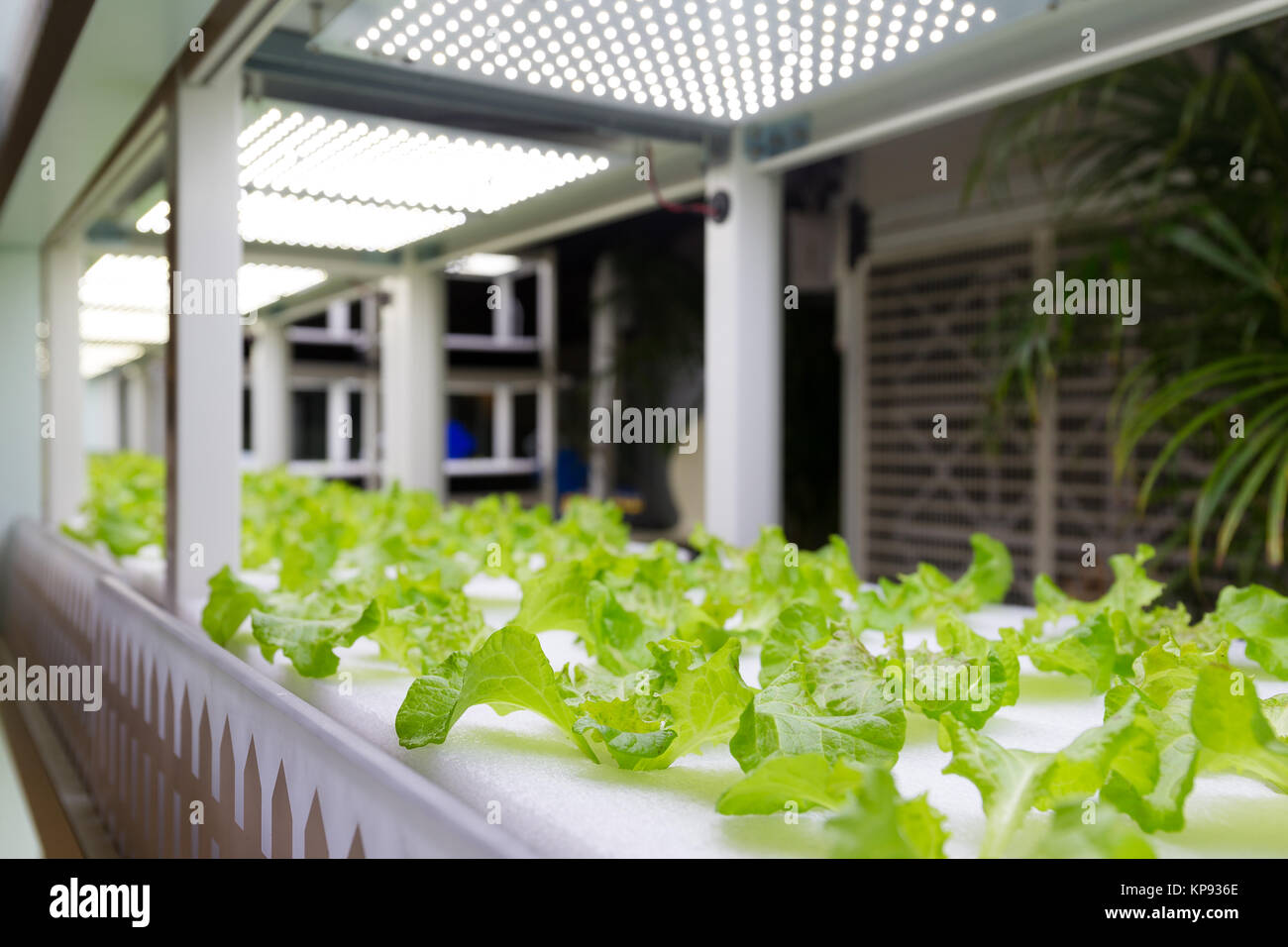 Planting hydroponics system at indoor Stock Photo - Alamy