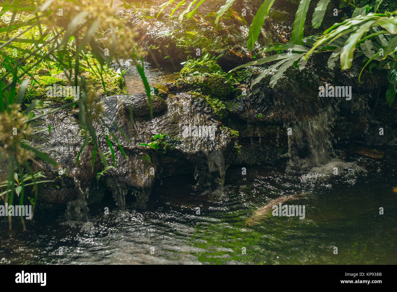small waterfall in rainforest with water swamp green garden nature ...