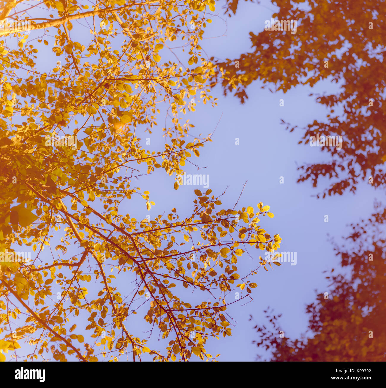 Glowing tree branches and leaves against street lamp over blue sky ...