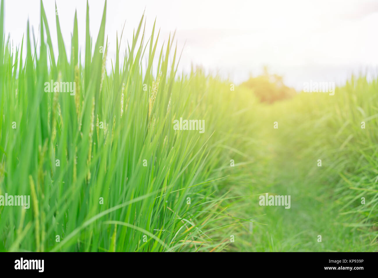 walk way path into the green grass field Stock Photo - Alamy