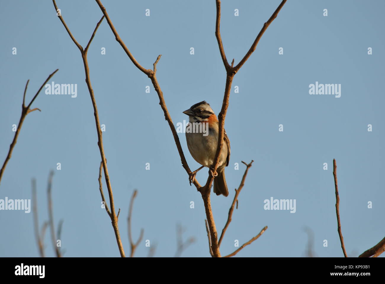 the zonotrichia capensis bird Stock Photo - Alamy