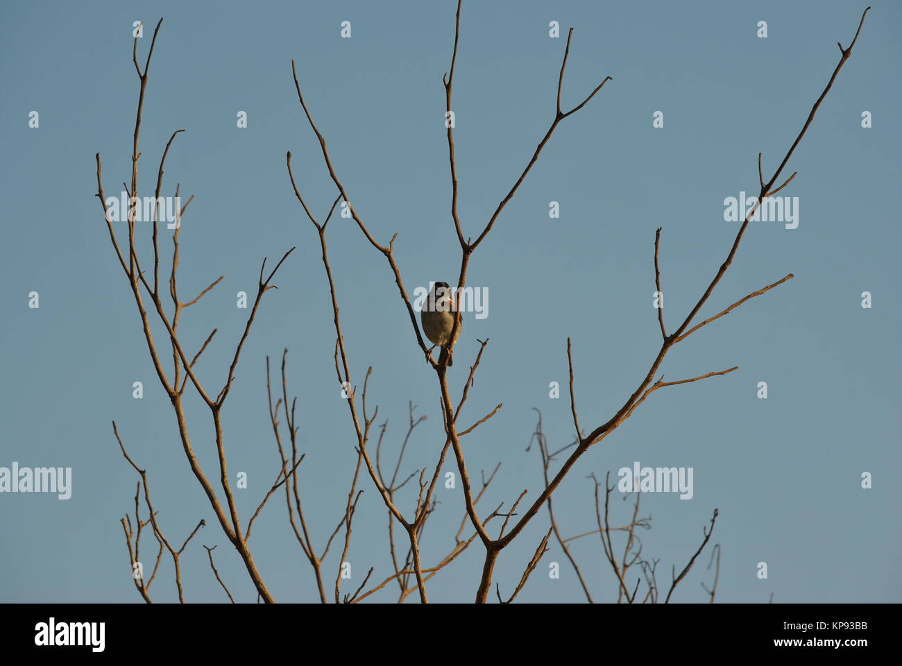 the zonotrichia capensis bird Stock Photo - Alamy