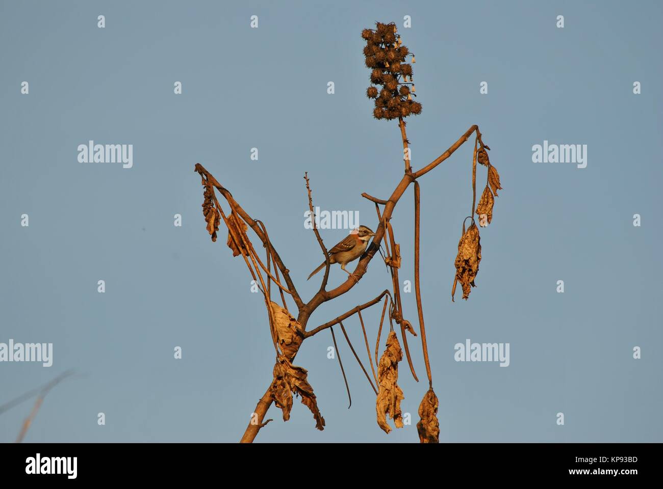 the zonotrichia capensis bird Stock Photo - Alamy