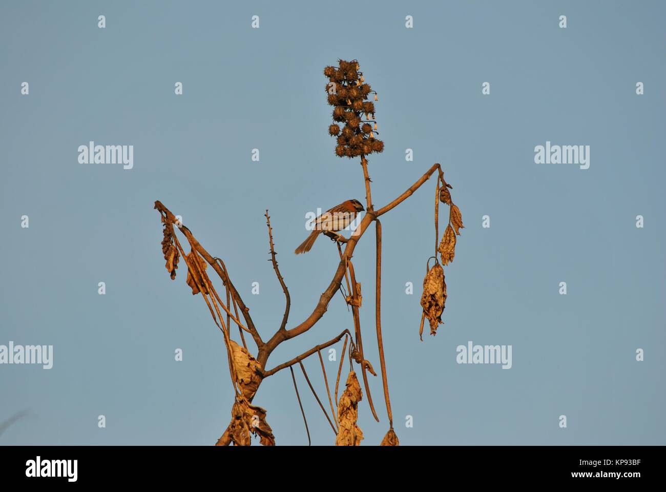 the zonotrichia capensis bird Stock Photo - Alamy