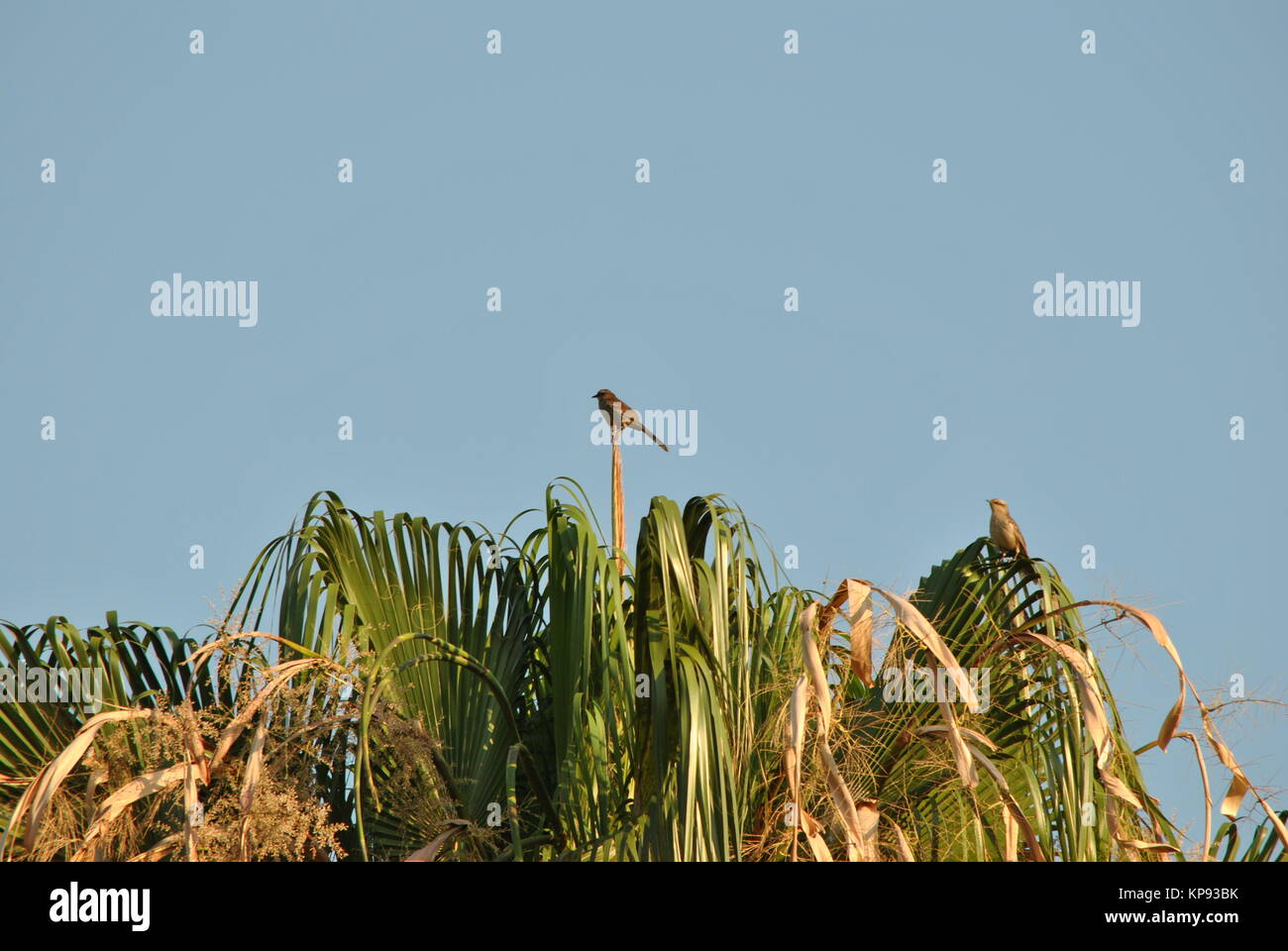 the zonotrichia capensis bird Stock Photo - Alamy