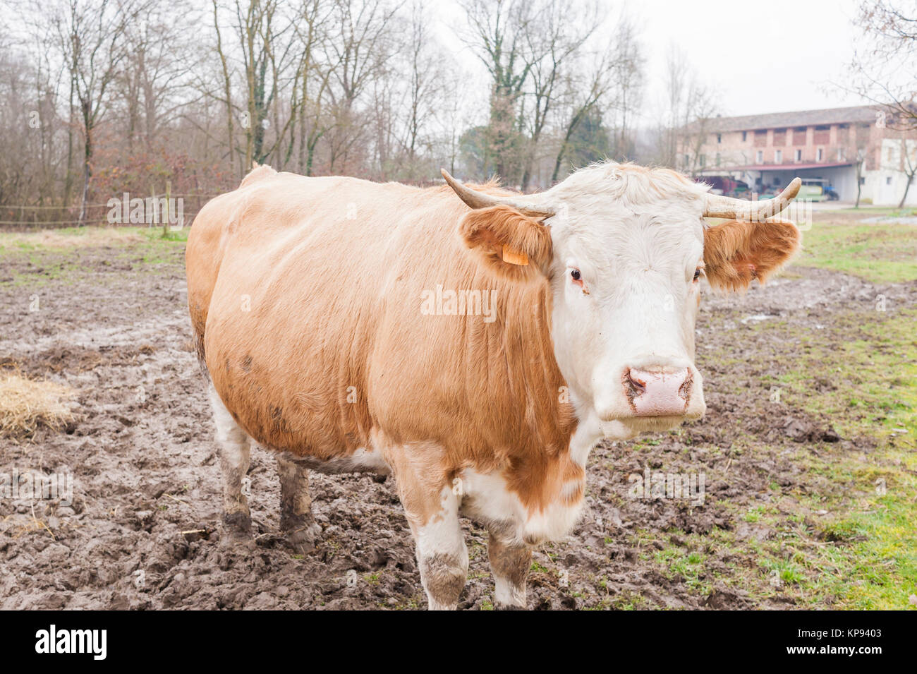 Close up of a Italian dairy cow Stock Photo - Alamy