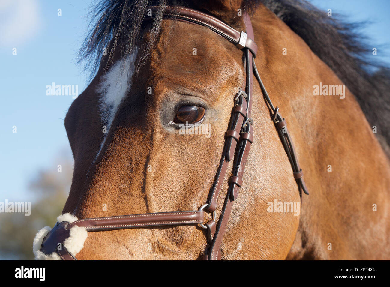 Detail of a horse - head and bridle Stock Photo - Alamy