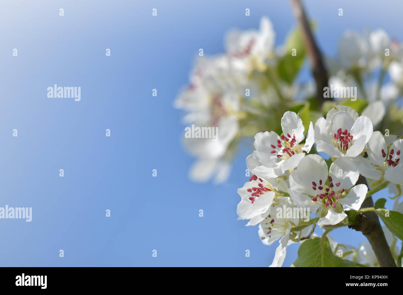Ume symbol hi-res stock photography and images - Alamy