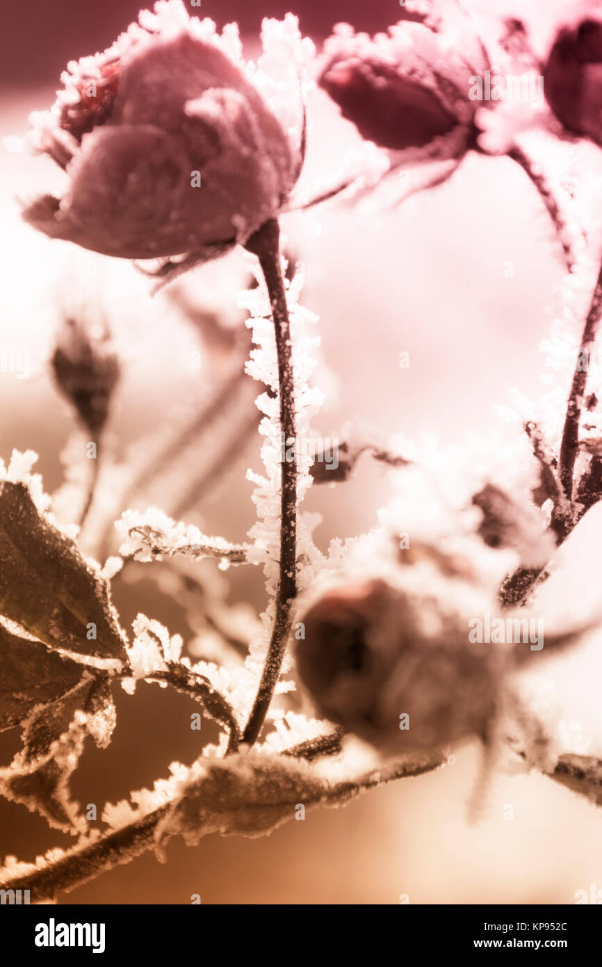 red roses covered with frost Stock Photo - Alamy
