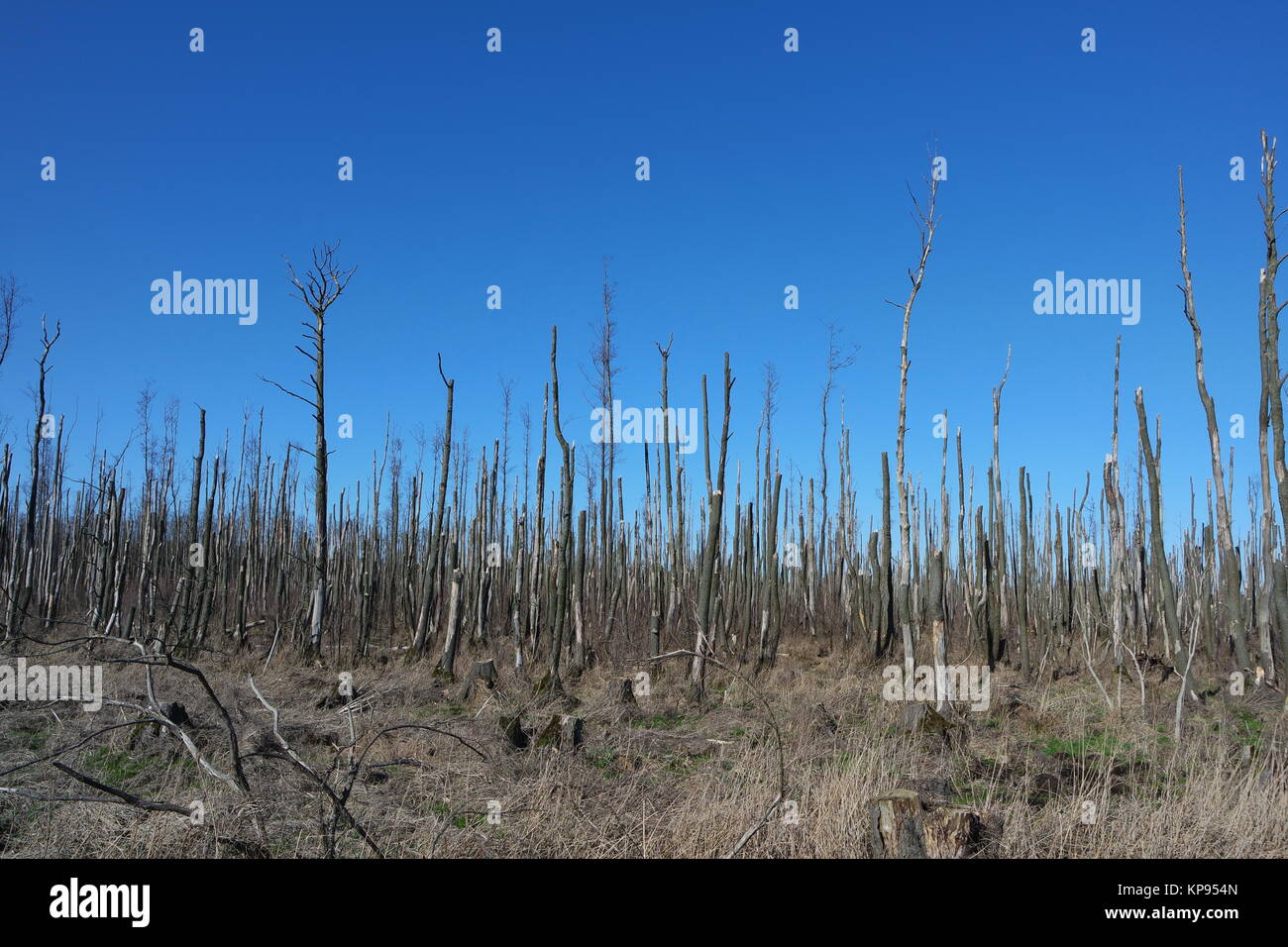 Seared forest hi-res stock photography and images - Alamy