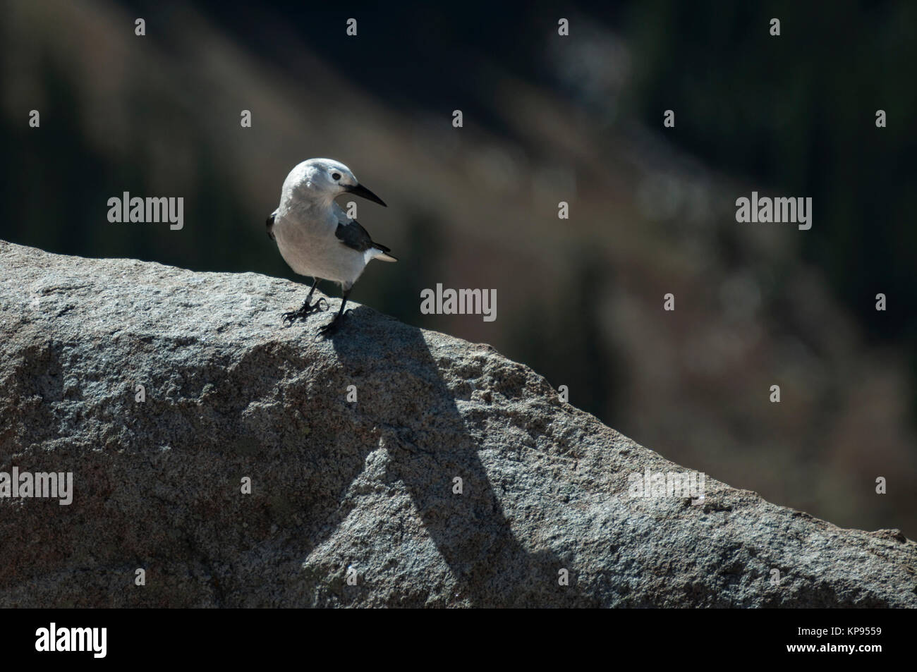 Bird on a rock Stock Photo - Alamy