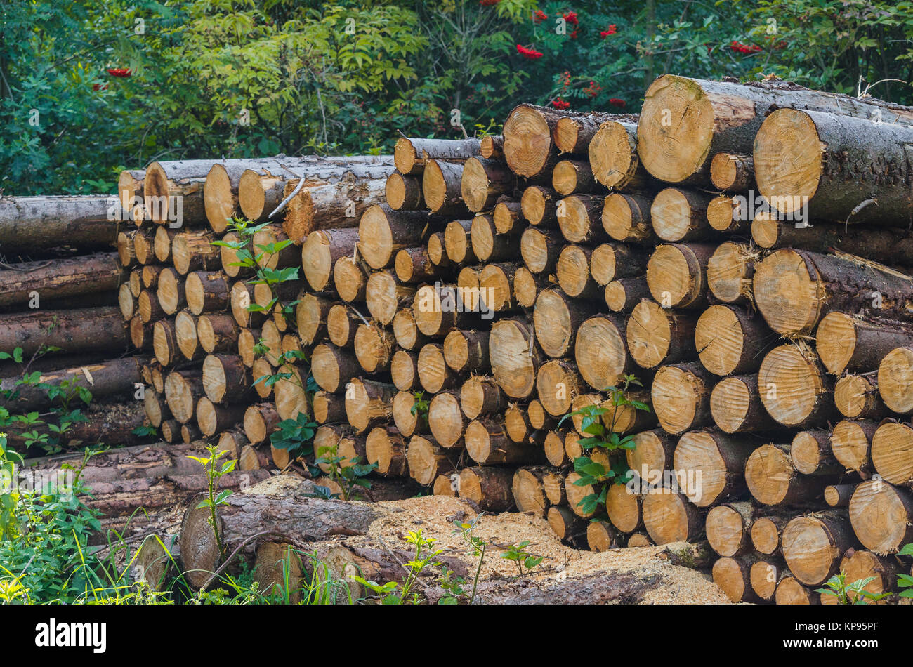 Holzstapel im wald hi-res stock photography and images - Alamy