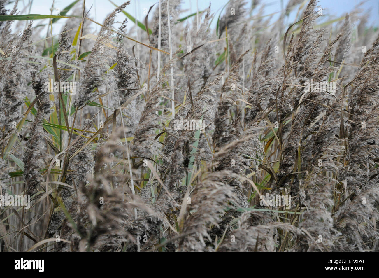 Backdrop of wild grasses hi-res stock photography and images - Alamy