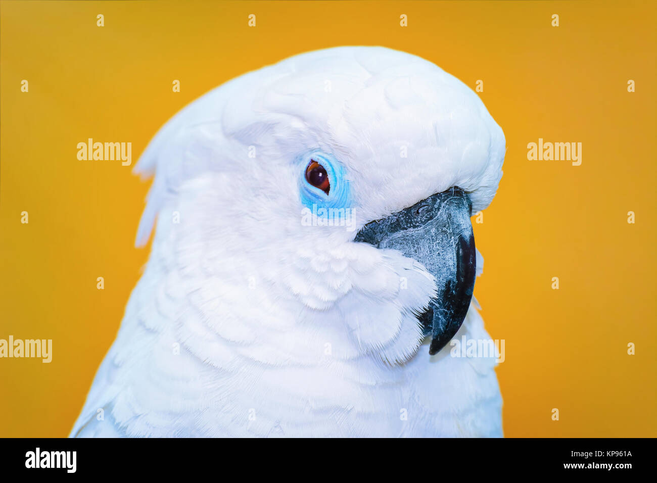 Cockatoo parrot hi-res stock photography and images - Alamy