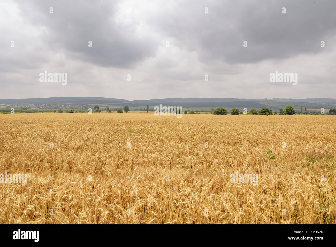 Environment enviroment field grain hi-res stock photography and images ...