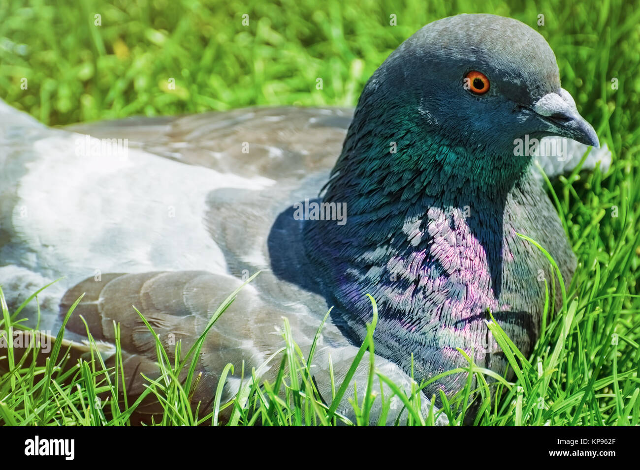Portrait of Dove Stock Photo - Alamy