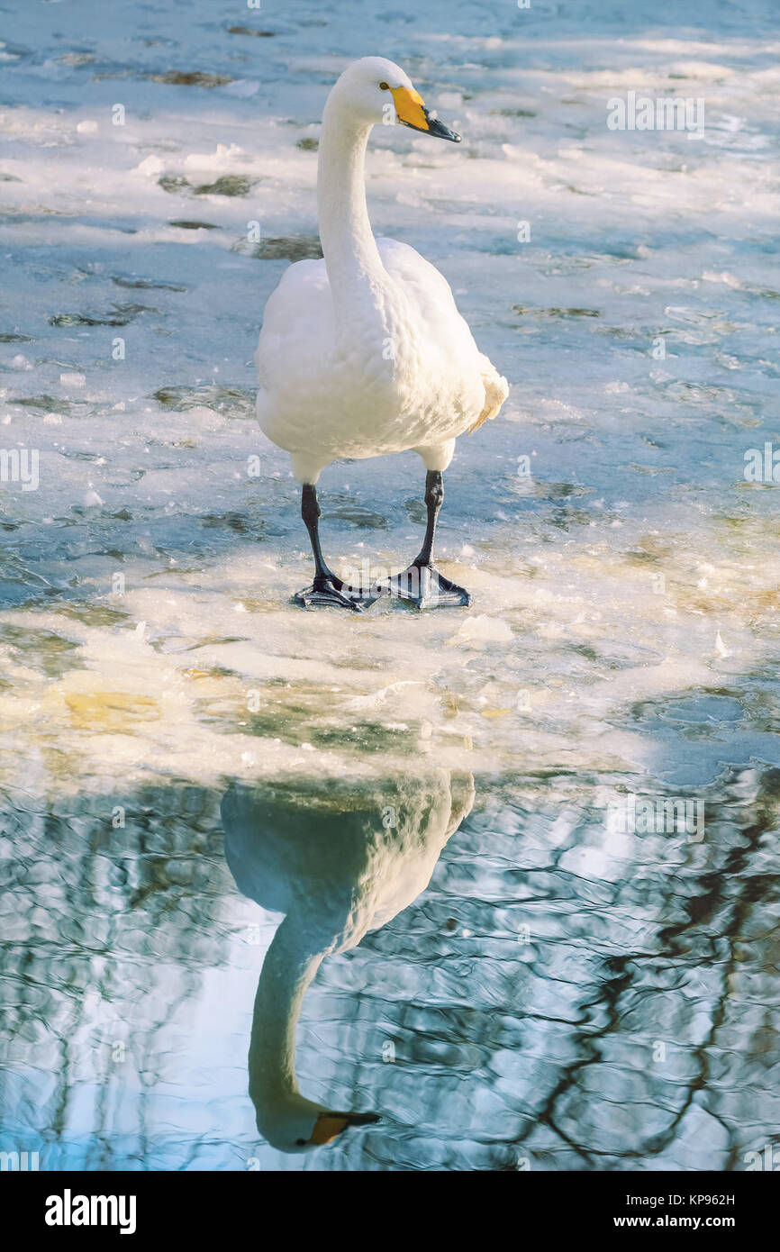 Swan on Ice Stock Photo - Alamy