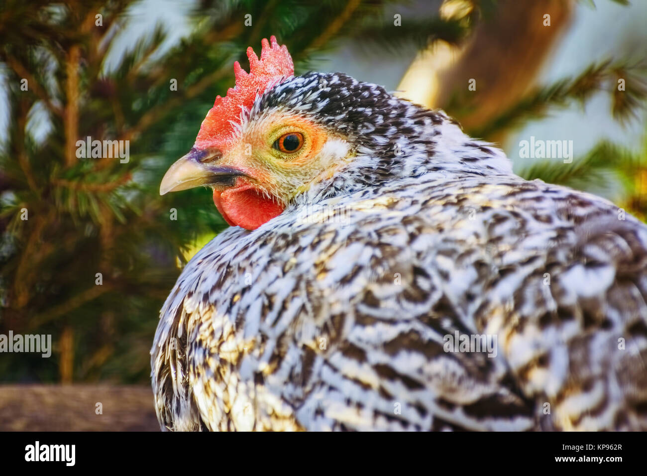 Portrait of Hen Stock Photo - Alamy