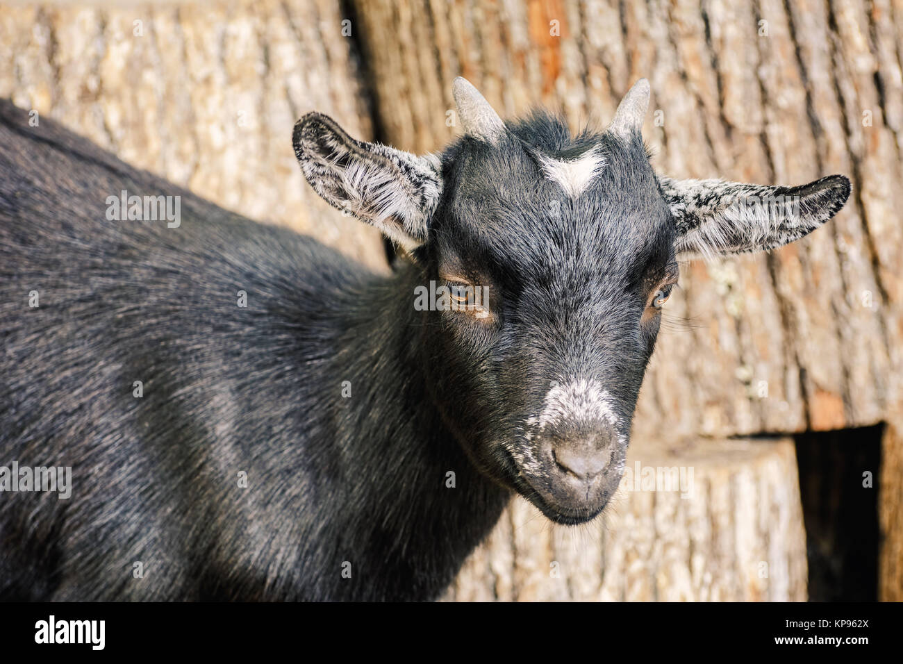Yeanling goat hi-res stock photography and images - Alamy