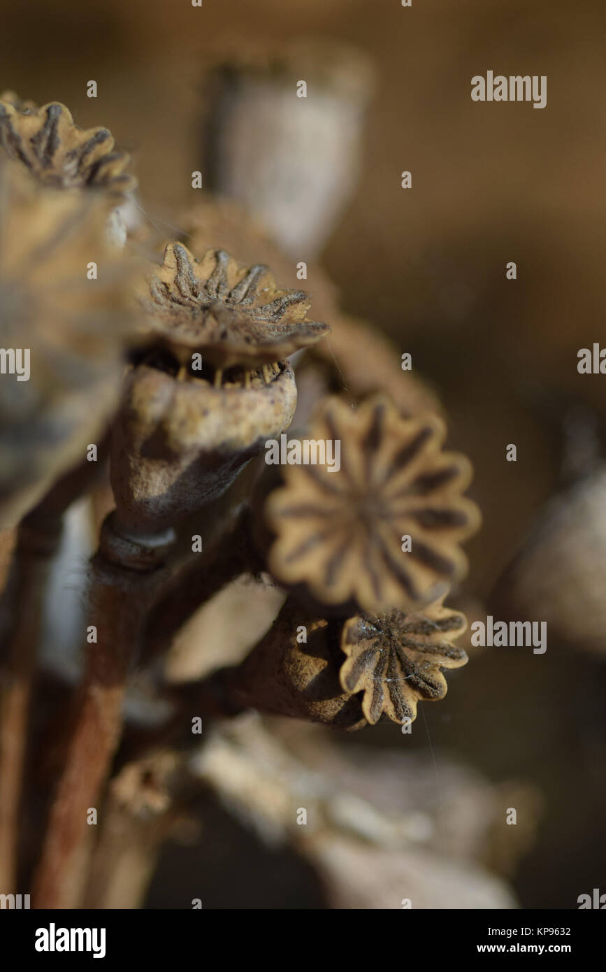 dried poppy seed heads Stock Photo - Alamy