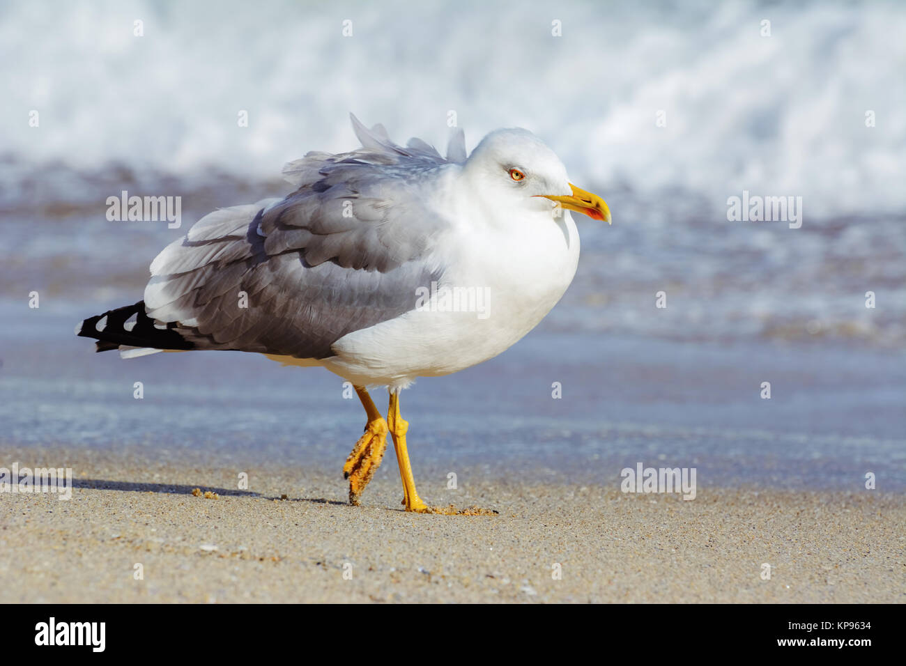 Seagull on the Beach Stock Photo - Alamy