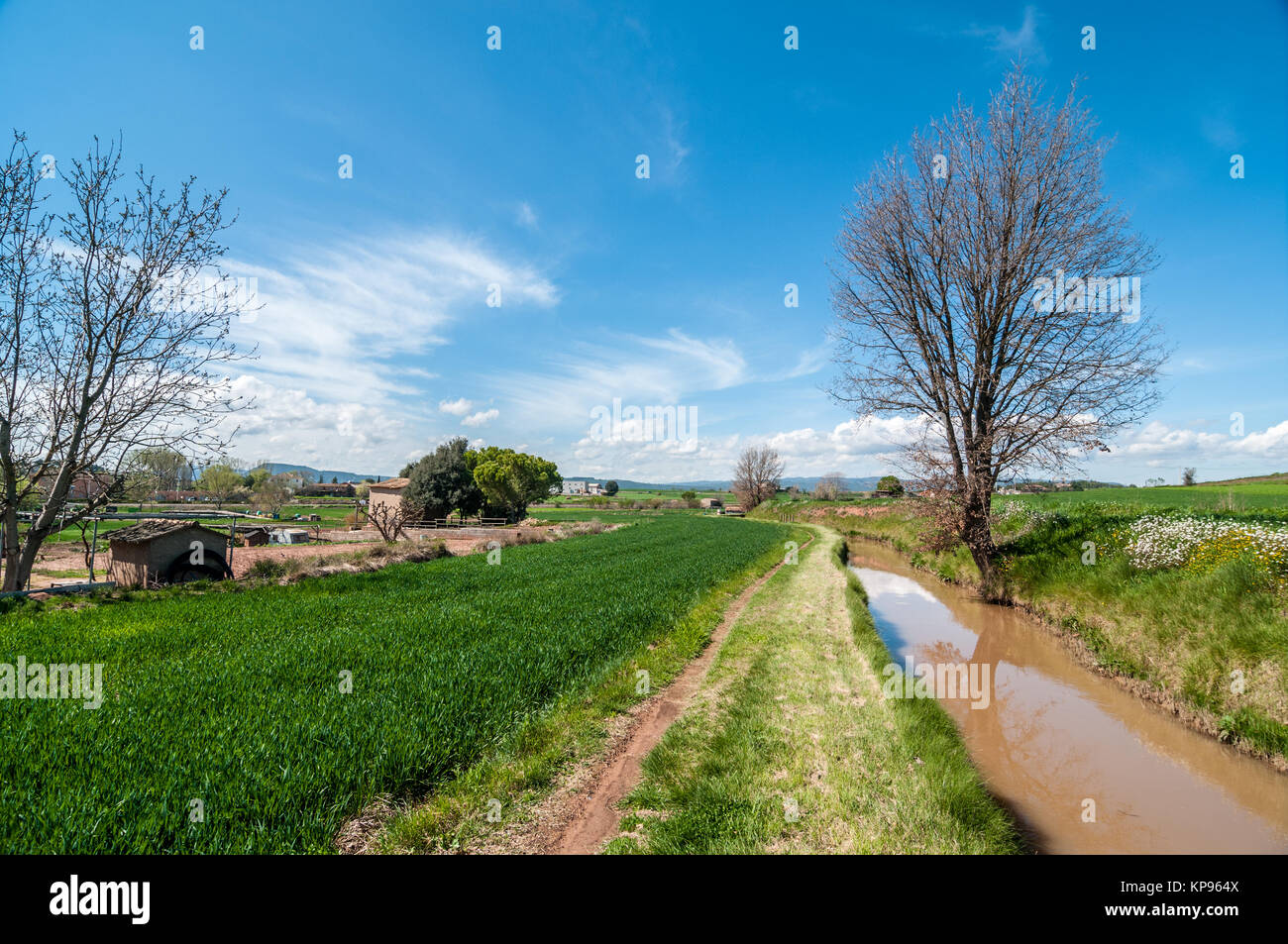 landscape with a water channel of brown color water and a leafless tree ...