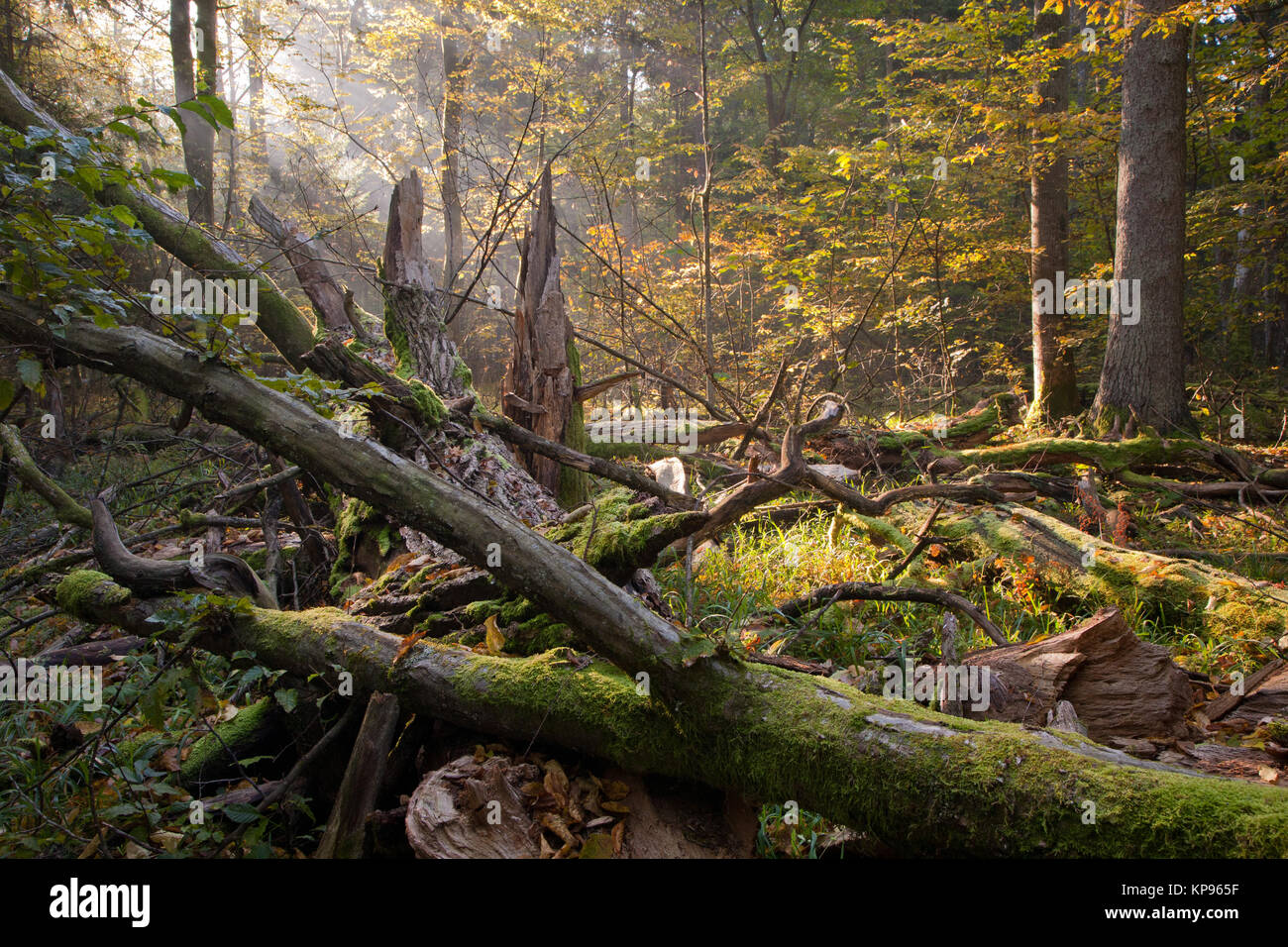old oak tree broken and sunbeams above Stock Photo - Alamy