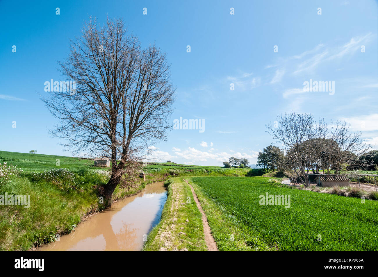 landscape with a water channel of brown color water and a leafless tree ...