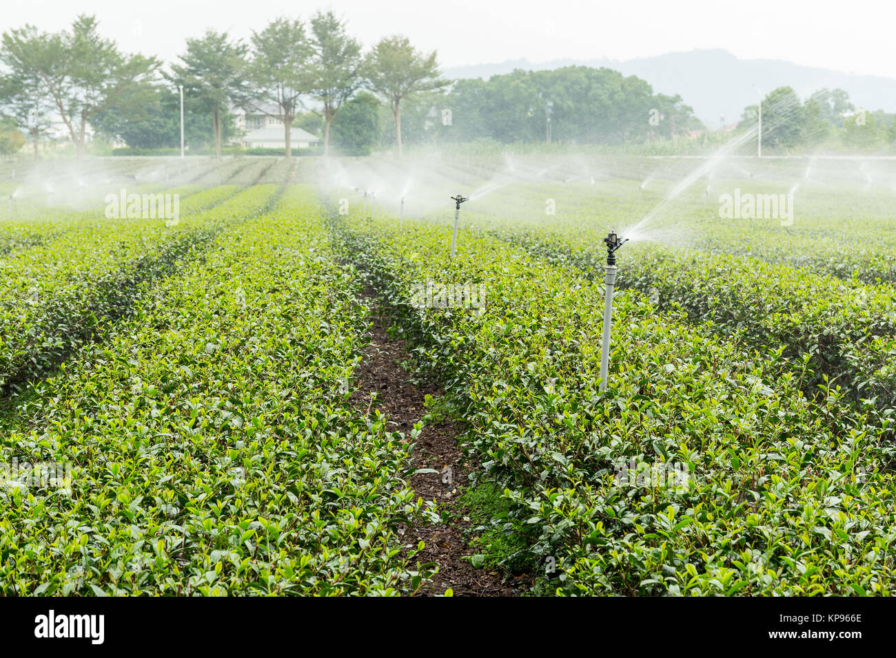 Water supply for green tea farm in TaiTung, TaiWan Stock Photo - Alamy