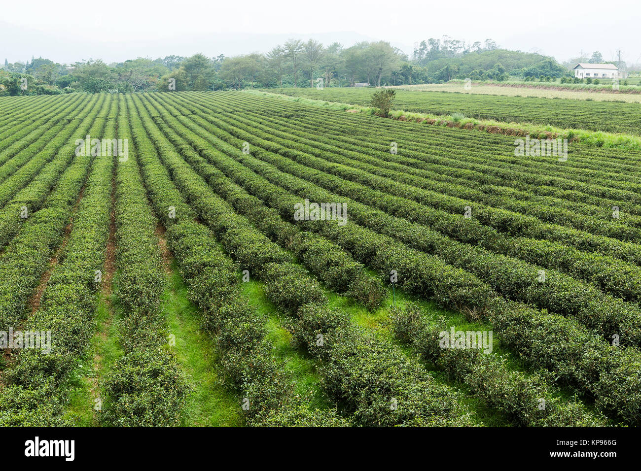 Green tea plantation Stock Photo - Alamy