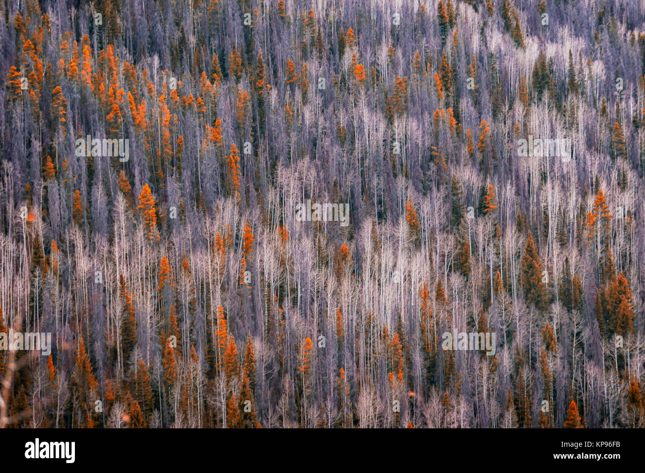 Landscape in Rocky Mountains National Park Stock Photo - Alamy