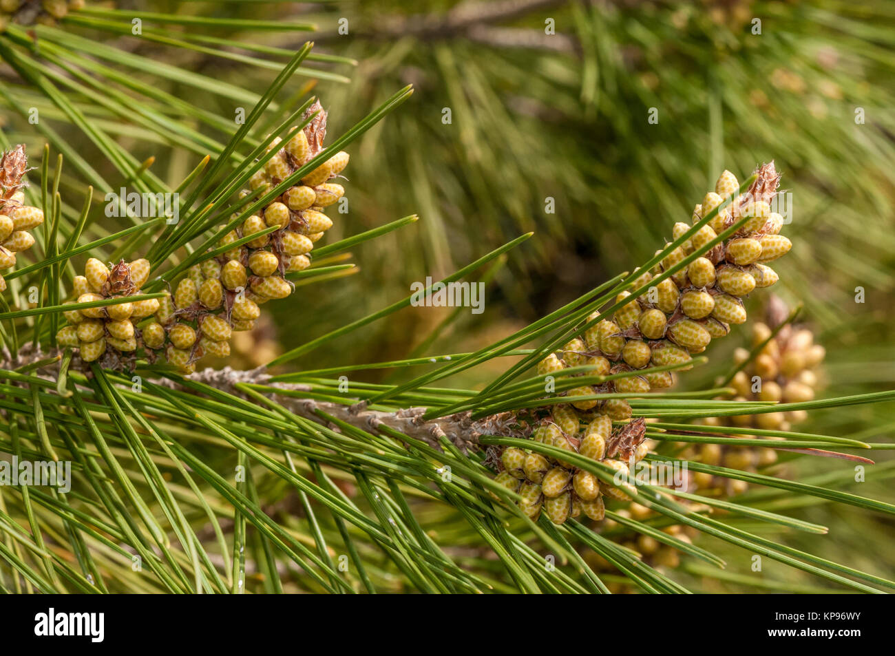 close-up view of a pine leaf, Aleppo pine, Pinus halepensis Stock Photo ...