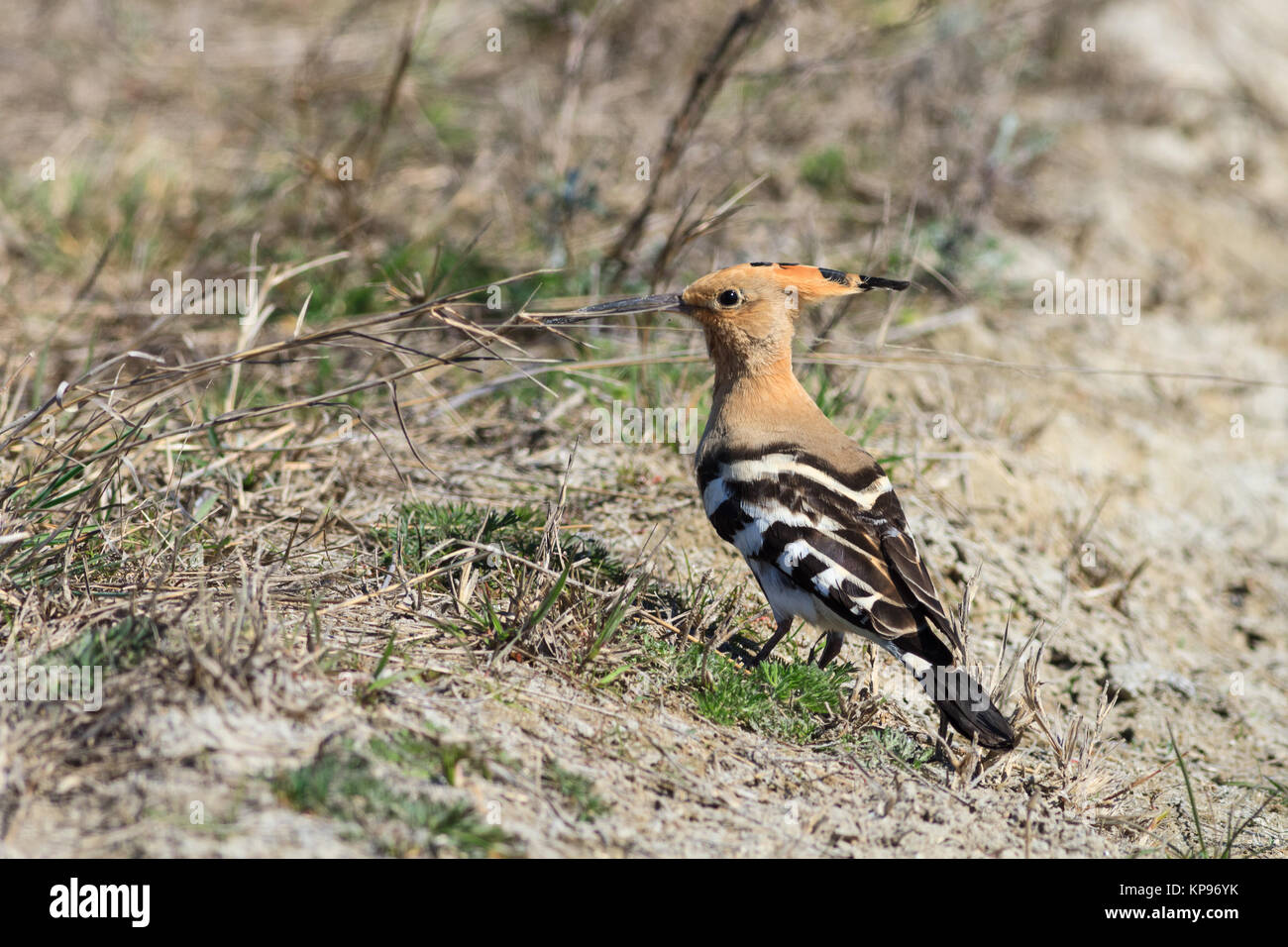 Eurasian Hoopoe bird Stock Photo - Alamy