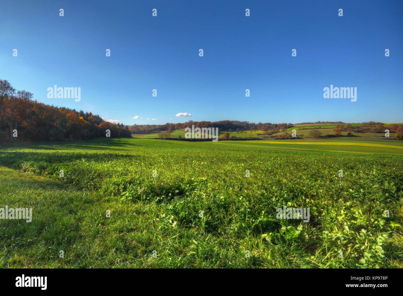 Autumn fields and forests Stock Photo - Alamy
