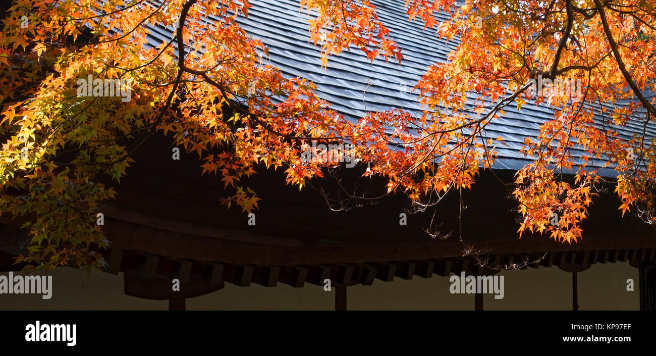 backlit golden autumn foliage Stock Photo - Alamy
