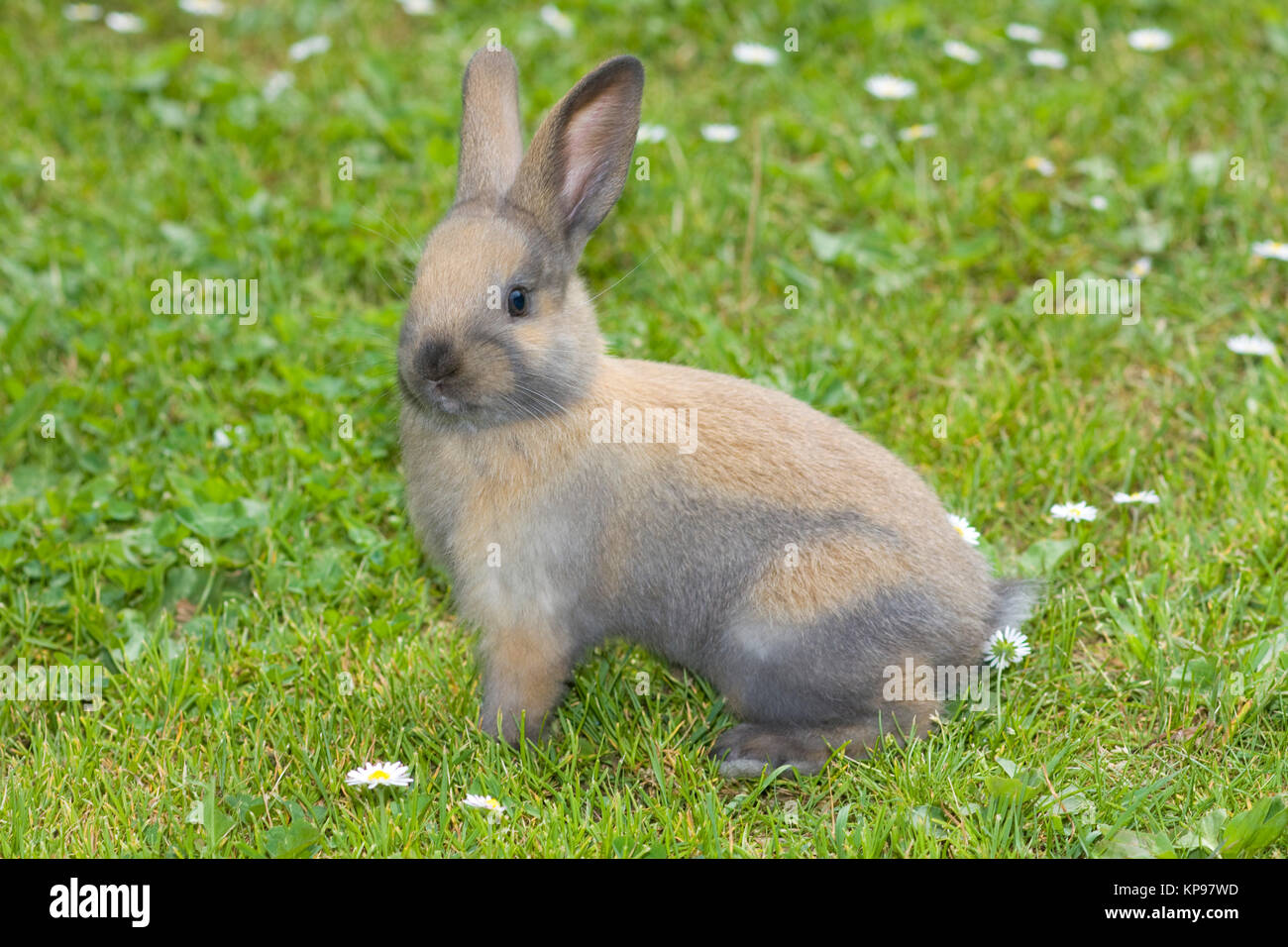 hare child on green meadow Stock Photo - Alamy