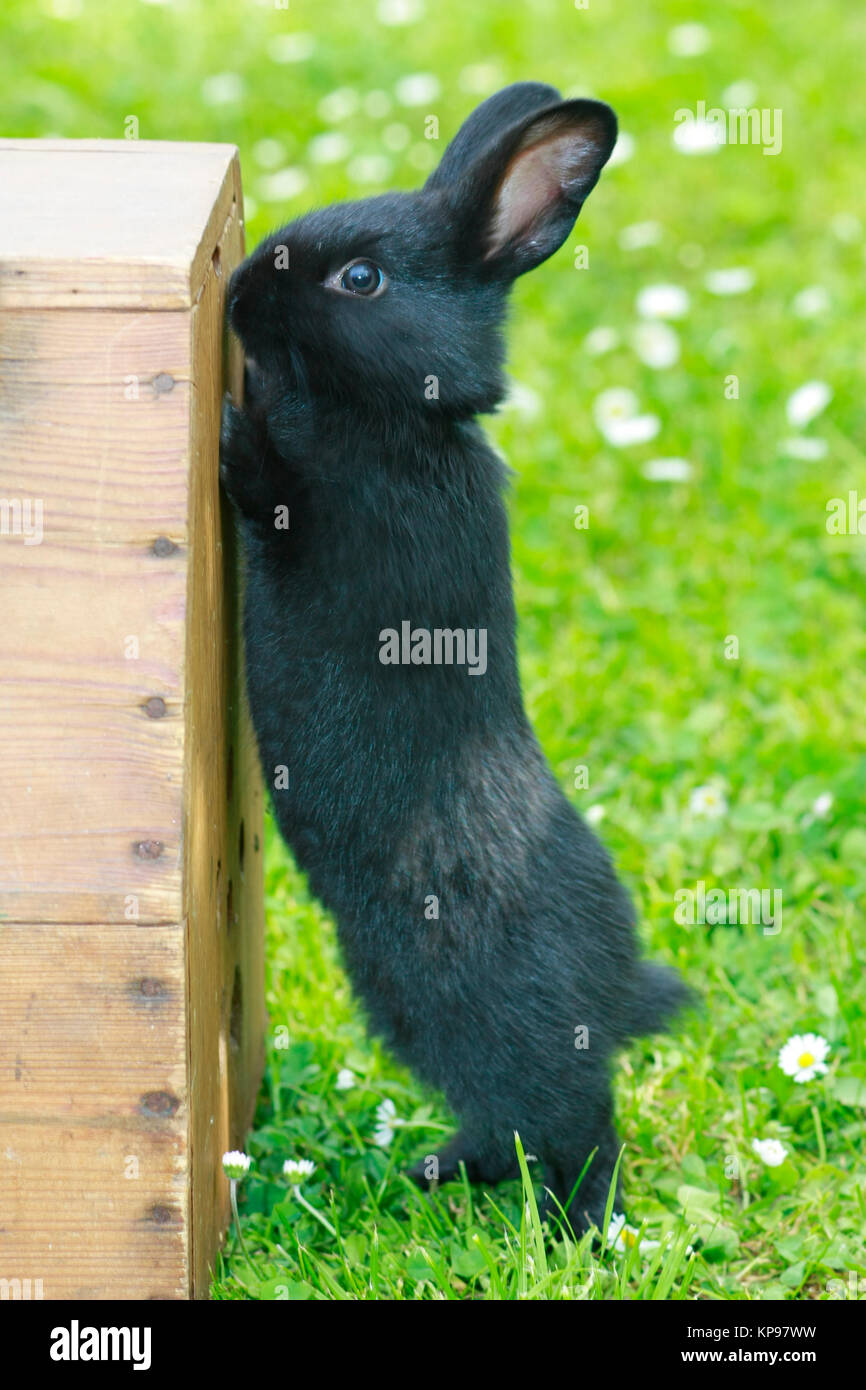 Hasen im Frühjahr Stock Photo - Alamy