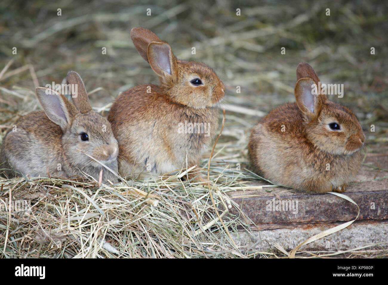 Hasen im Frühjahr Stock Photo - Alamy