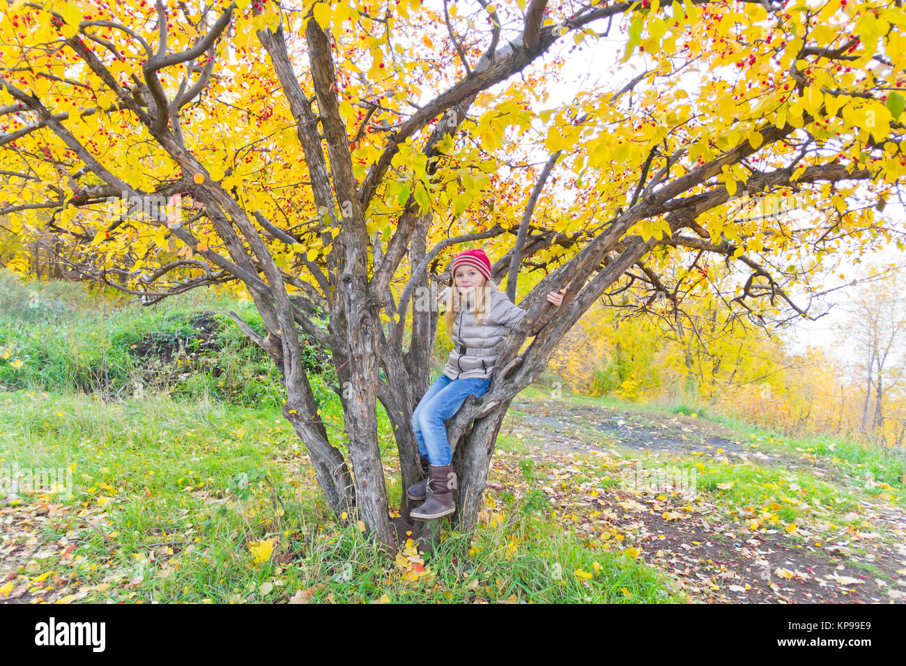 Girl at the autumn tree Stock Photo - Alamy