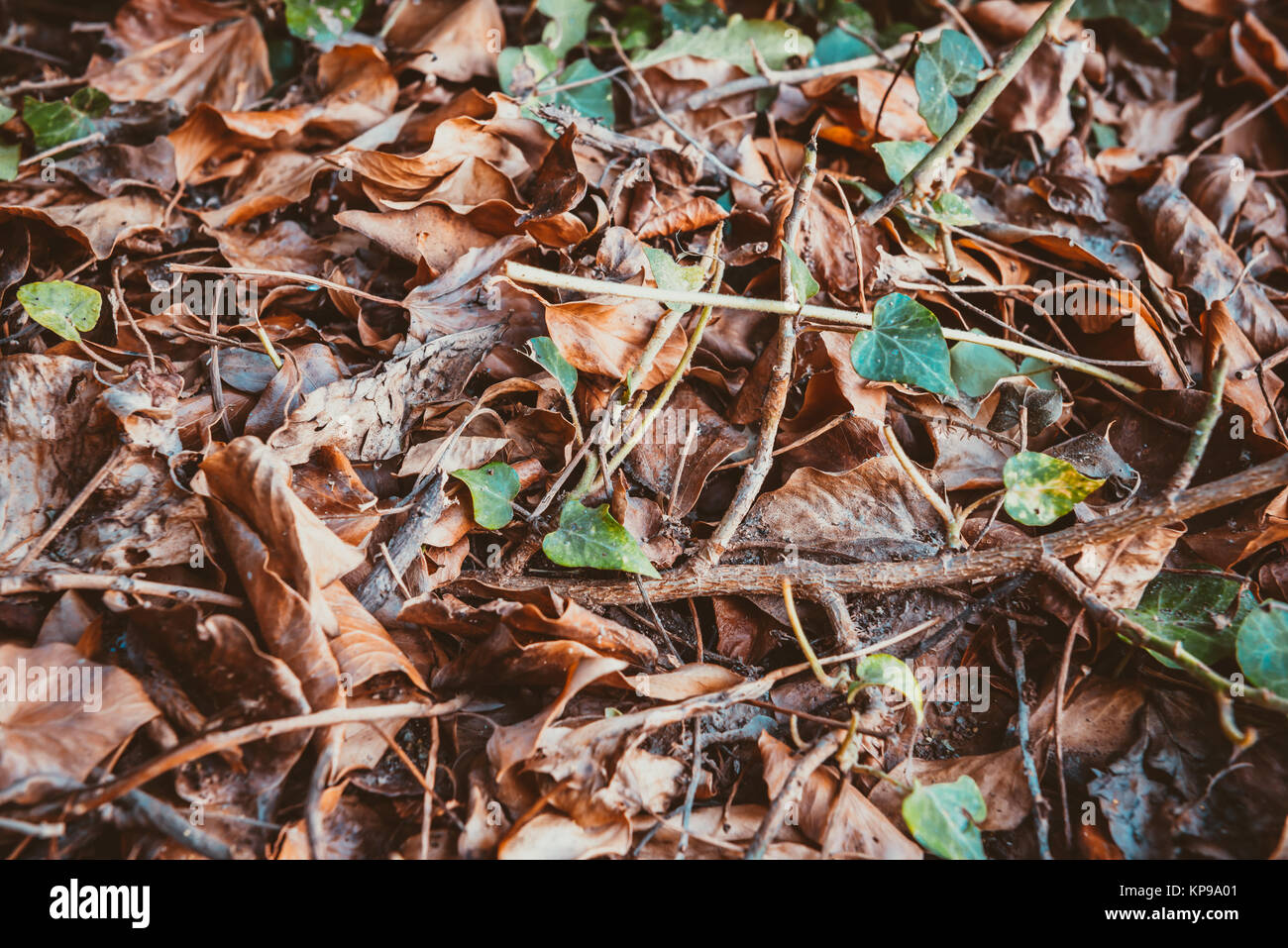Pile dried maple leaves hi-res stock photography and images - Alamy