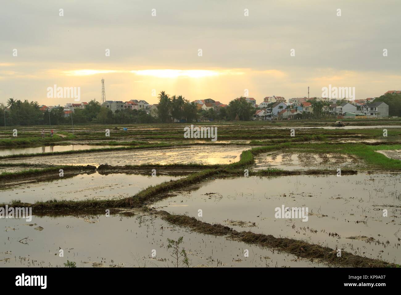 Rice field work near Hoi An, Vietnam Stock Photo - Alamy