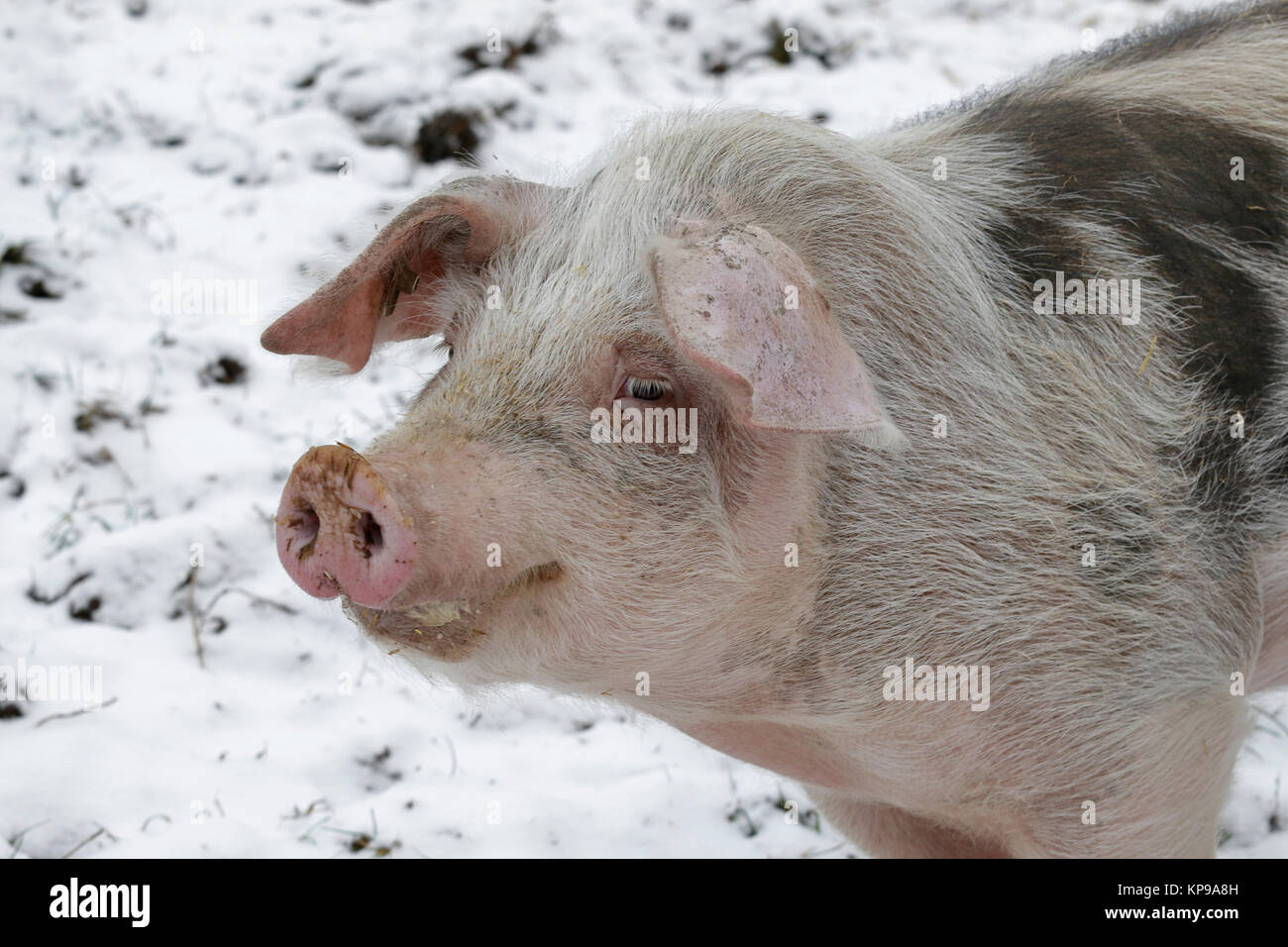 Outdoor pig rearing hi-res stock photography and images - Alamy