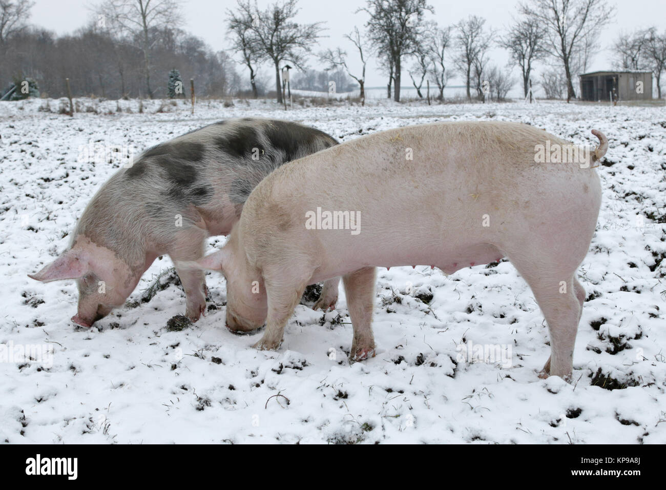 Pig fattening hi-res stock photography and images - Alamy
