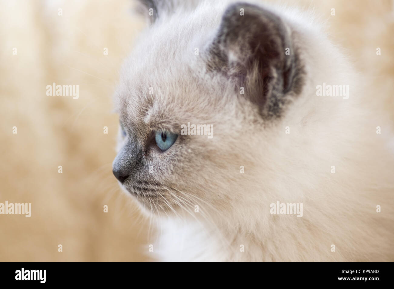 small british shorthair cat Stock Photo - Alamy