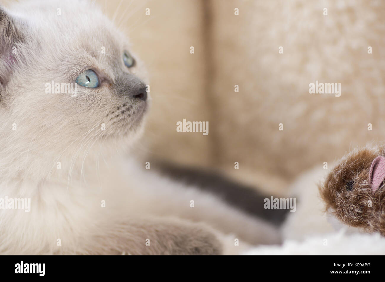 small british shorthair cat Stock Photo - Alamy