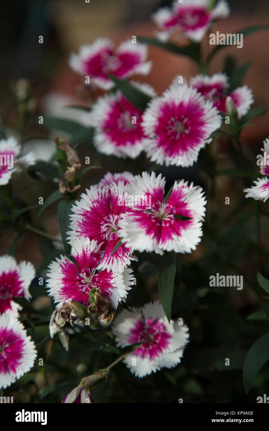 Flowering Dianthus Chinesus taken in Durham, England, UK Stock Photo ...