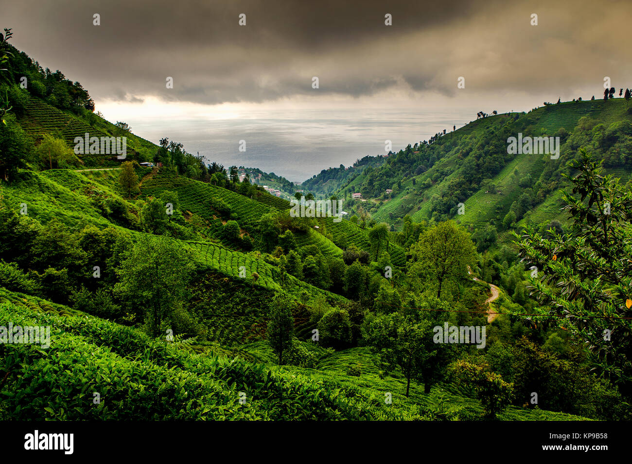 tea fields - Rize - Turkey Stock Photo - Alamy